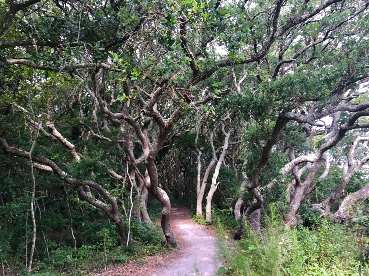 THE MAGIC OF THE WILD WOOD! – WildWood Walking